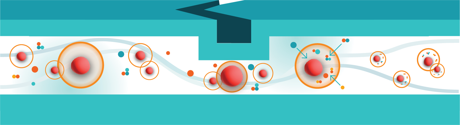 Who We Serve | CellFE